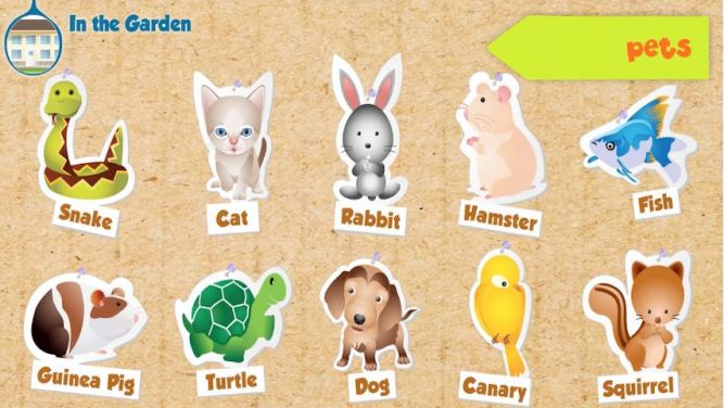Animais de Estimação - Pets vocabulary