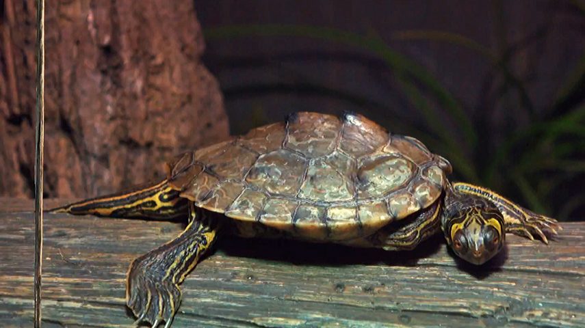 O cágado: longa vida entre sol e água doce - RTP Ensina