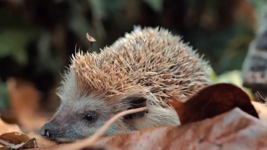 Vamos conhecer o ouriço? - RTP Ensina