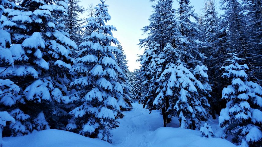 Ambiente Biogeográfio - Zona fria - RTP Ensina